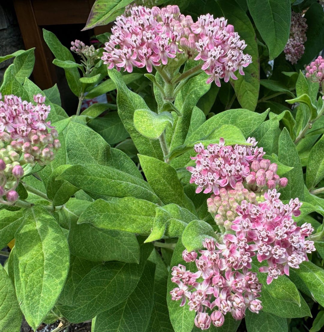 Dwarf Eastern Swamp Fuzzy Milkweed Butterfly Asclepias Incarnata ...