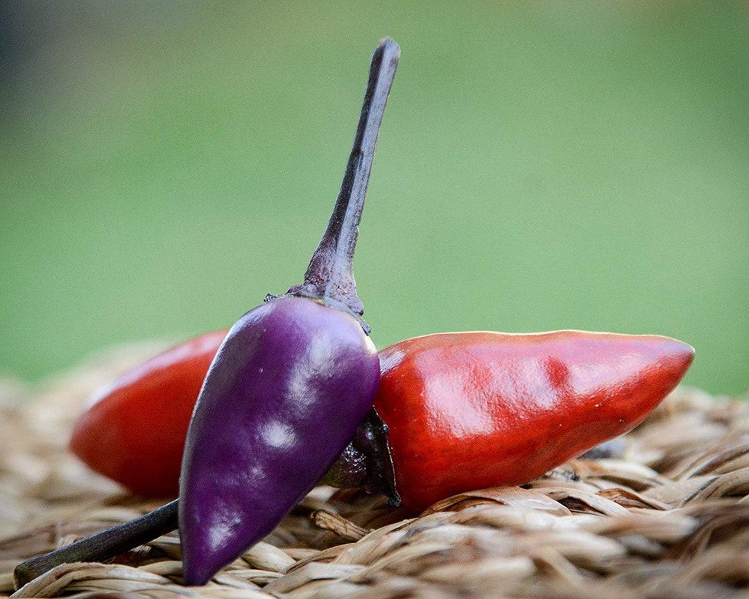 Black Cuban Pepper Premium Seed Packet + More - Etsy