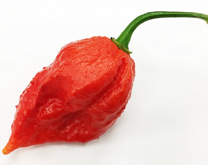 Sepia Serpent douglah X Reaper Pepper Premium Seed Packet - Etsy