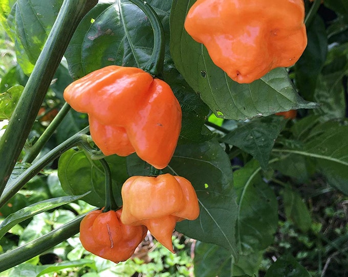 Carolina Reaper HP22B Pepper Premium Seed Packet the Hottest - Etsy