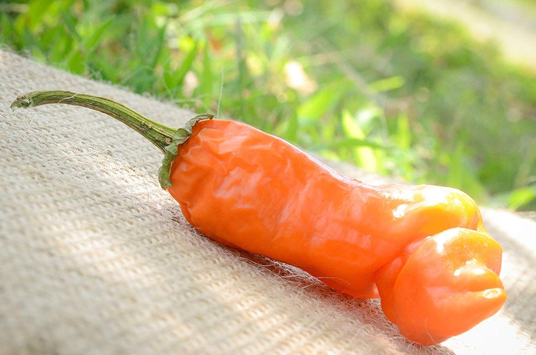 Orange Peter Chili Willy Heirloom Pepper Premium Seed Packet + More - Etsy