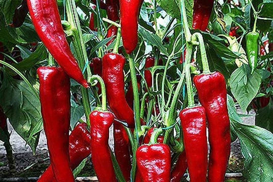 Salkim Biber Turkish Turkey Chile Hot Pepper Premium Seed Packet - Etsy