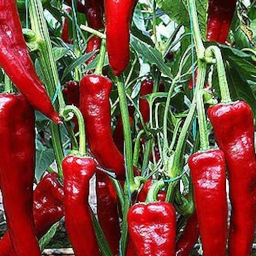Salkim Biber Turkish Turkey Chile Hot Pepper Premium Seed - Etsy