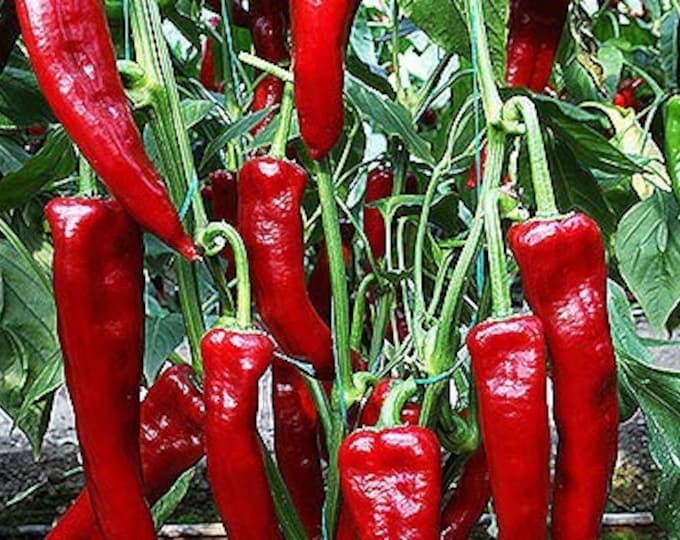 Count Dracula Vampire Pepper Premium Seed Packet - Etsy