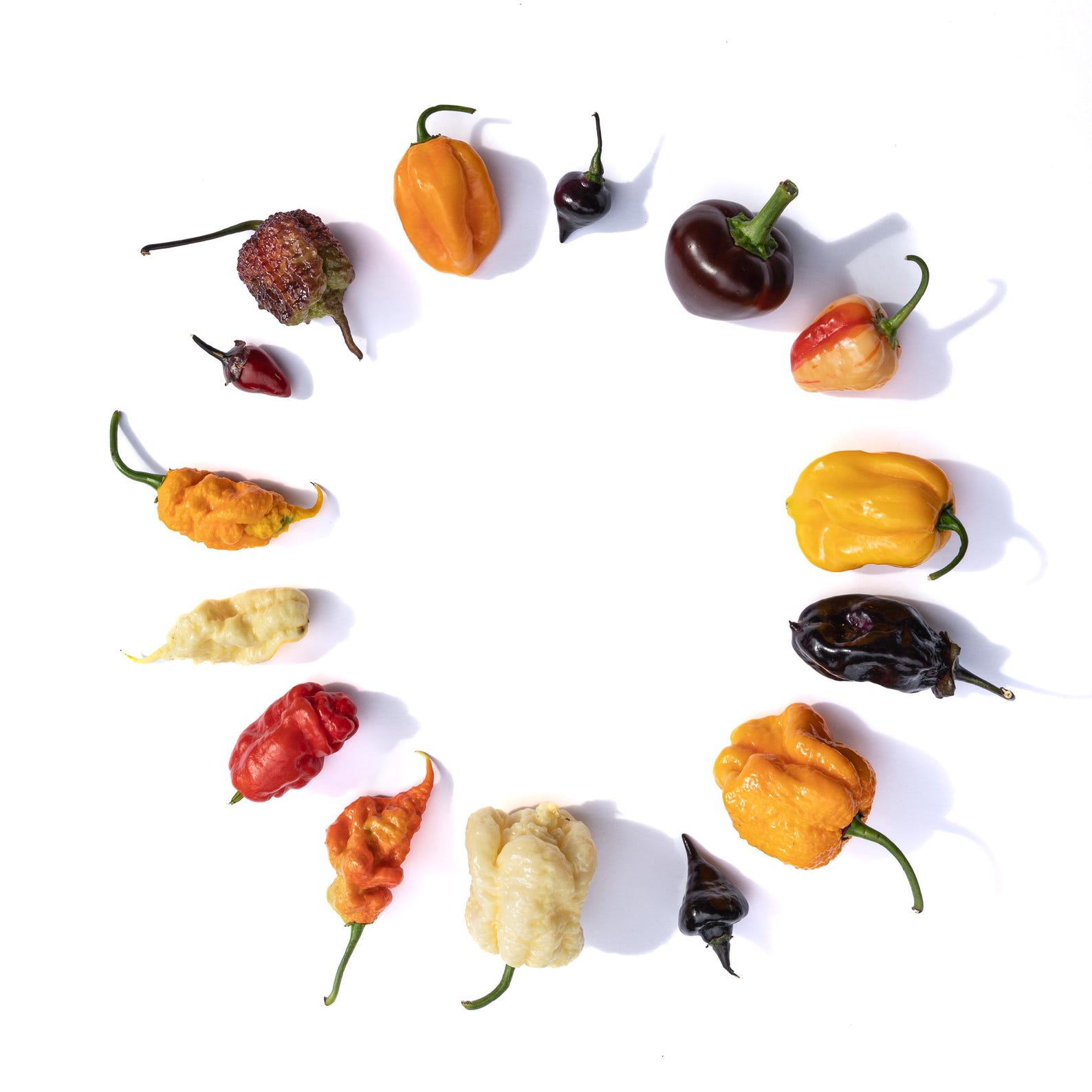 Blood Orange Bubblegum BBG7 7 Pot Pepper Premium Seed Packet - Etsy