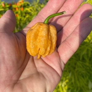 Golden Carolina Reaper HP22B Pepper Premium Seed Packet Record Hottest ...