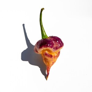 Purple Peach Carolina Reaper Pepper Premium Seed Packet - Etsy