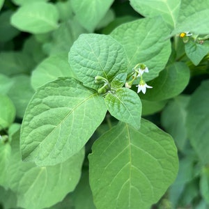Managu Kikuyu African Black Nightshade Premium Seed Packet - Etsy