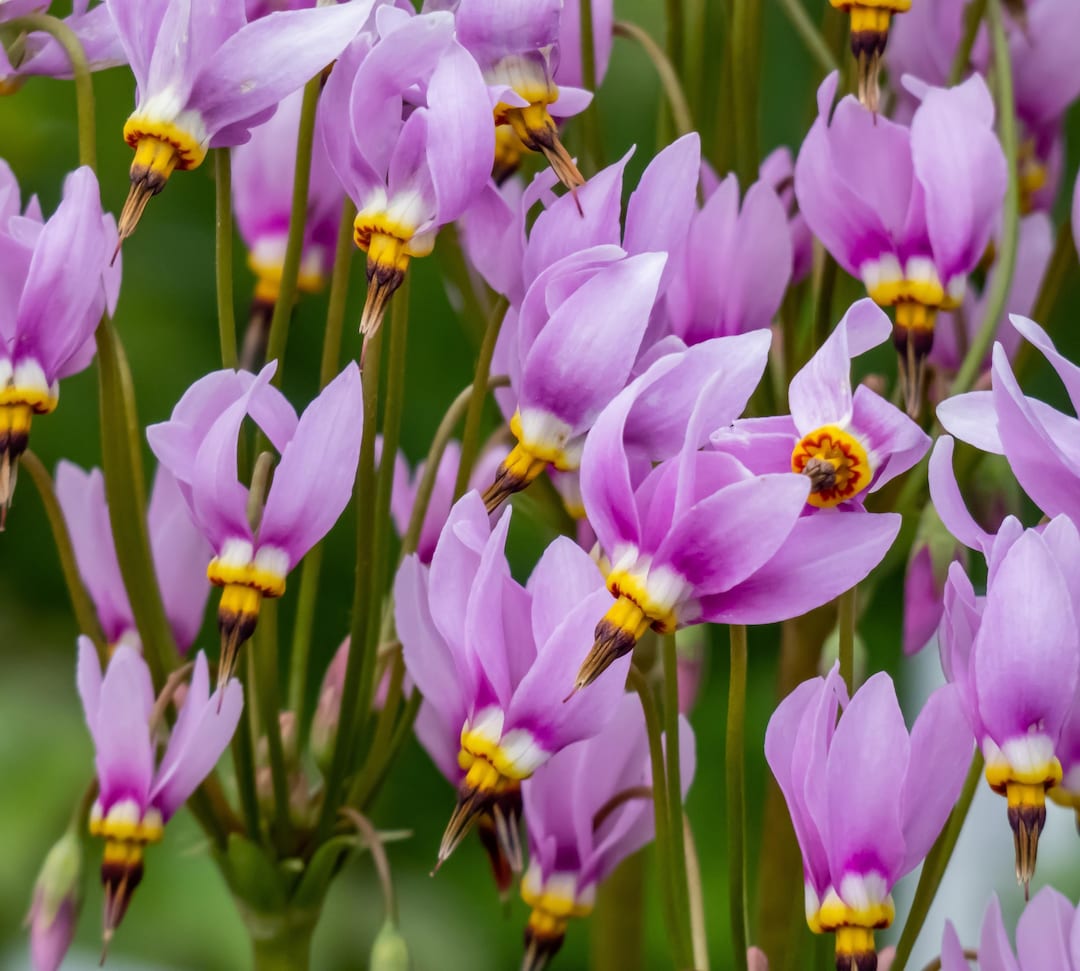 Midland Shooting Star Dodecatheon Meadia Meadow Wildflowers Premium ...