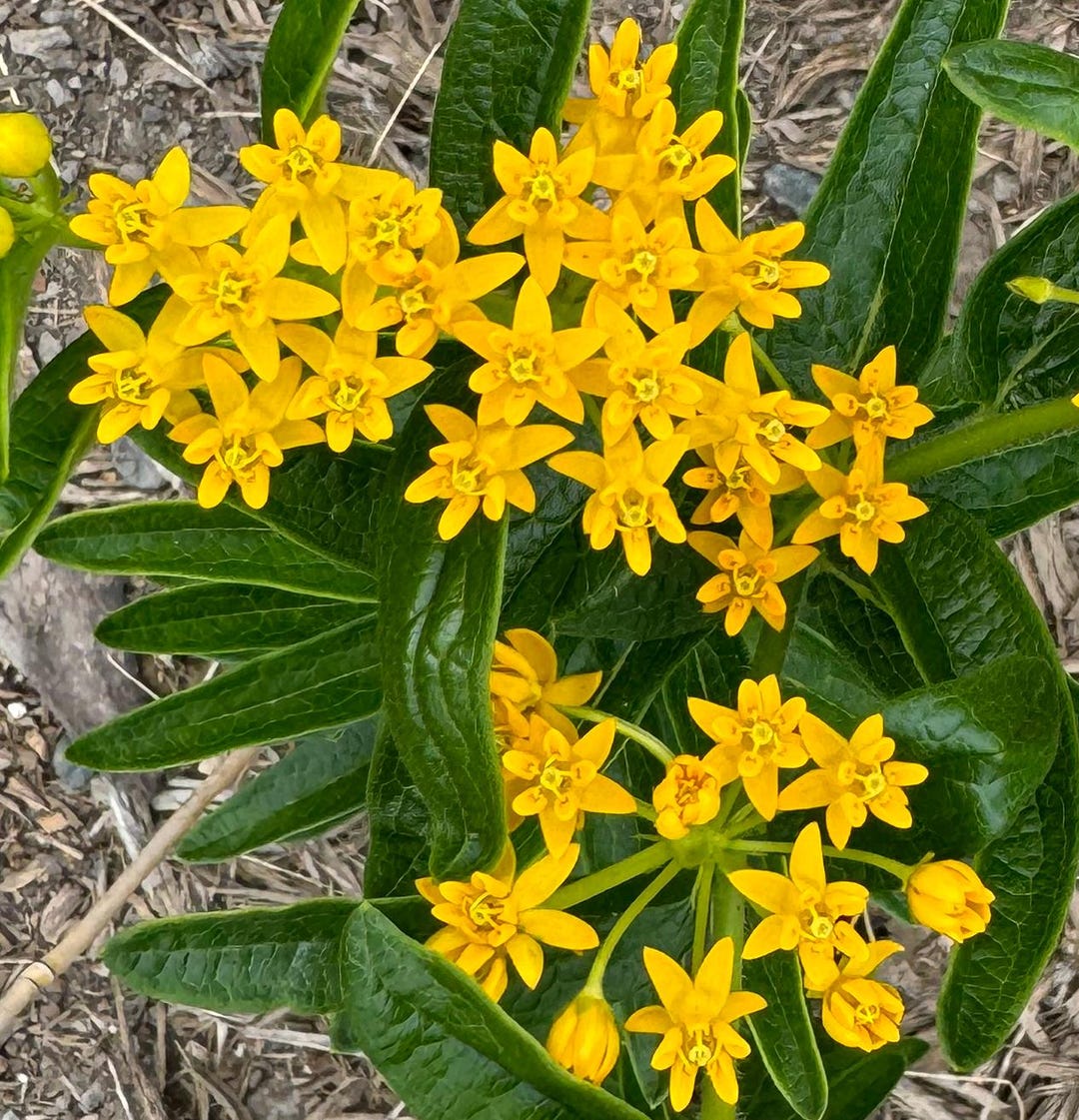 Hello Yellow Butterfly Weed Milkweed Asclepias Tuberosa Premium Seed ...