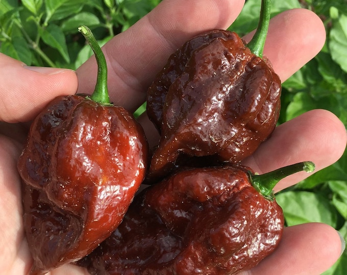 Sepia Serpent douglah X Reaper Pepper Premium Seed Packet - Etsy