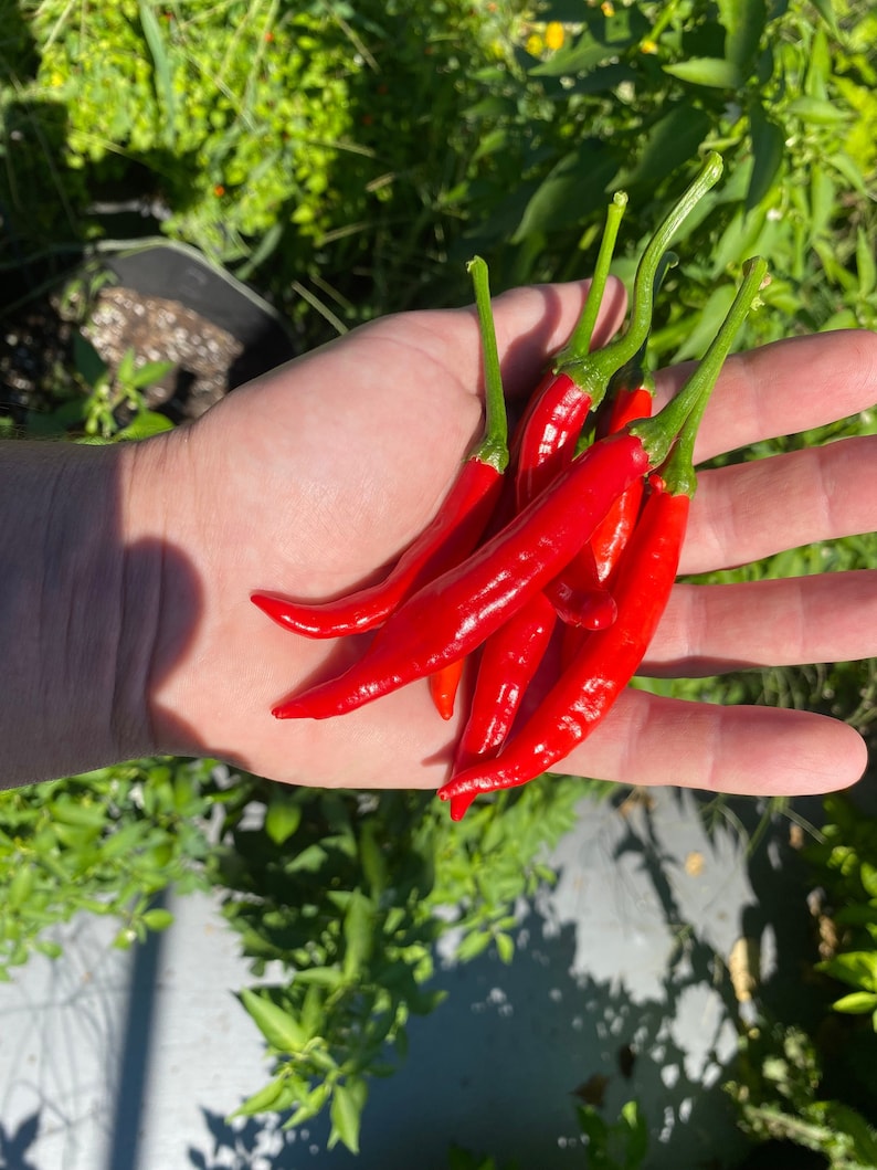 Calabrian Ristra Pepper Italian Picante Calabrese Spicy Pepper of ...
