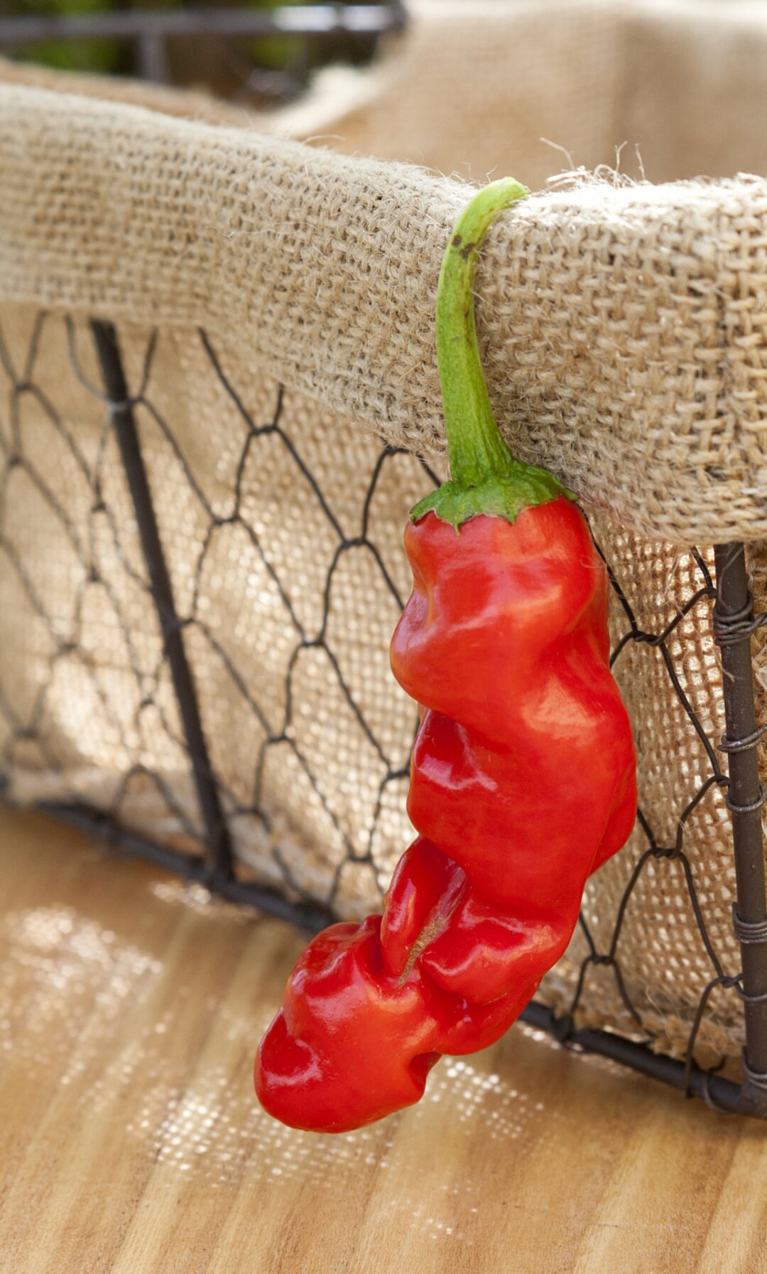 Peter Chili Willy Heirloom Pepper Premium Seed Packet - Etsy