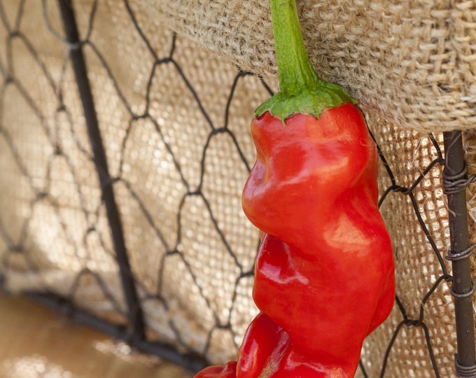 Aleppo Chile Hot Pepper Premium Seed Packet More - Etsy