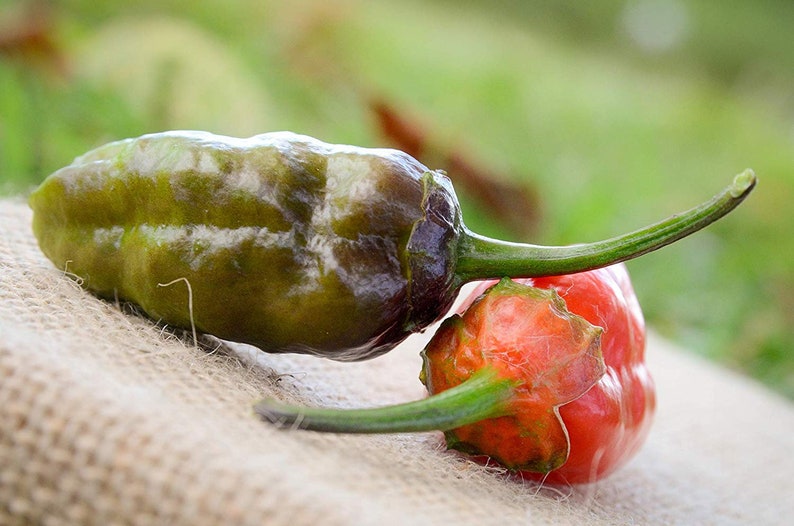 BBG 7Pot MAMP paarse peper peper Premium zaad Packet meer - Etsy Nederland