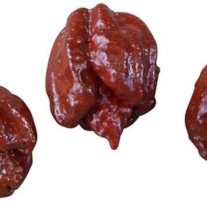 Chocolate Moruga Variant Trinidad Scorpion Heirloom Pepper Premium Seed ...