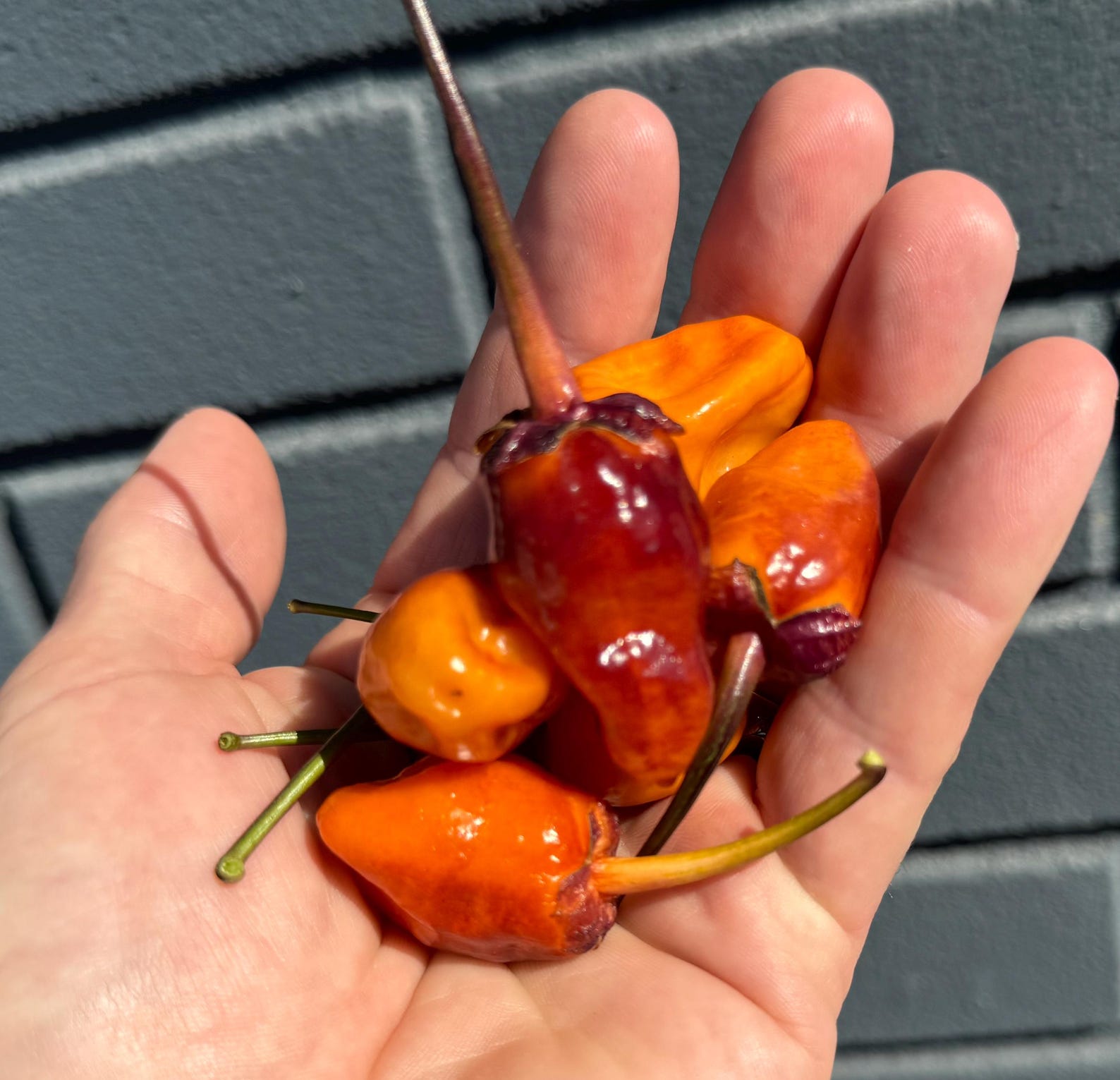 Blood Orange Bubblegum BBG7 7 Pot Pepper Premium Seed Packet - Etsy