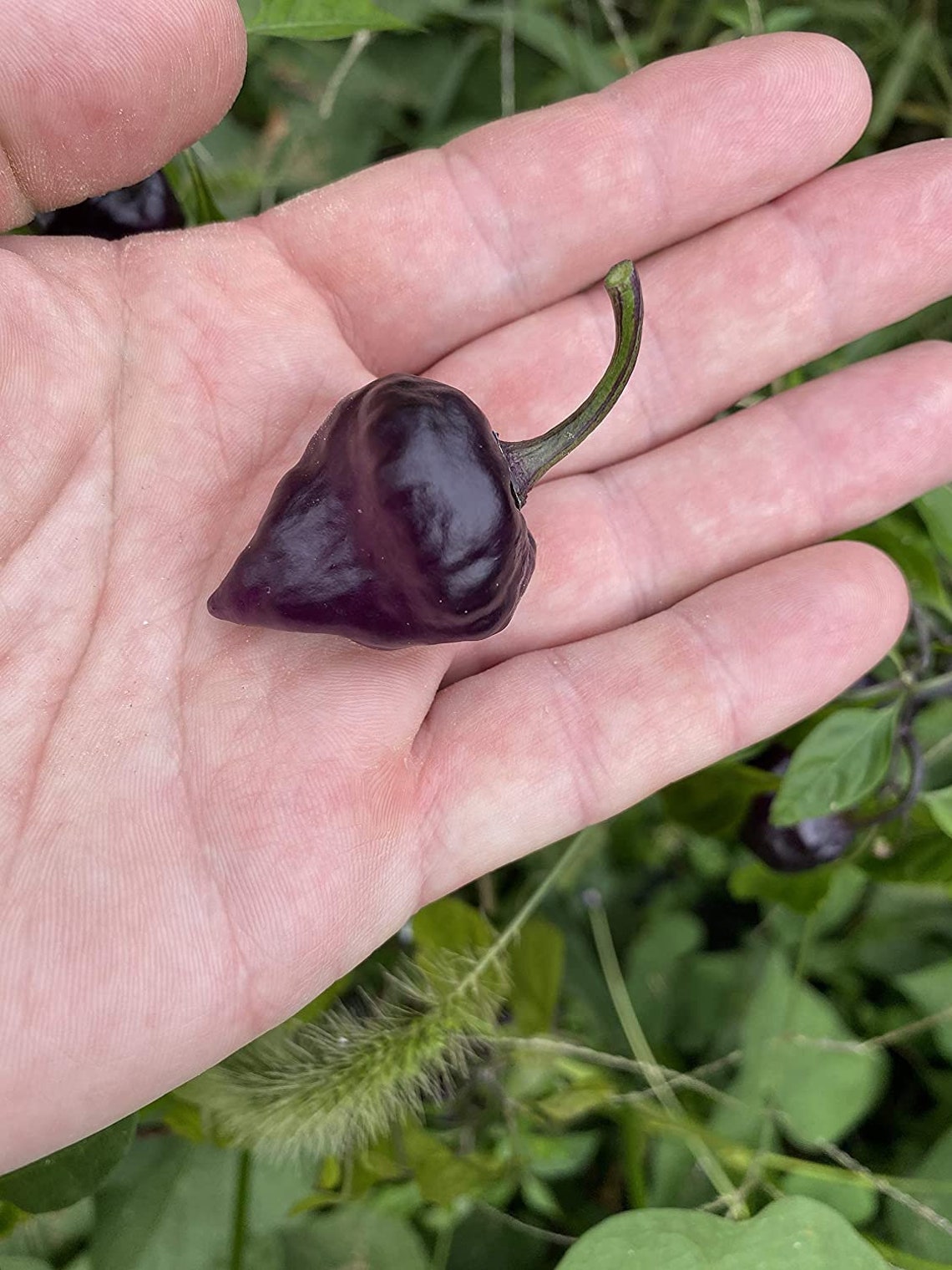 Purple UFO Pepper Premium Seed Packet - Etsy