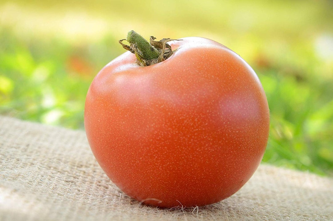 Moskvich Russian Heirloom Tomato Premium Seed Packet - Etsy