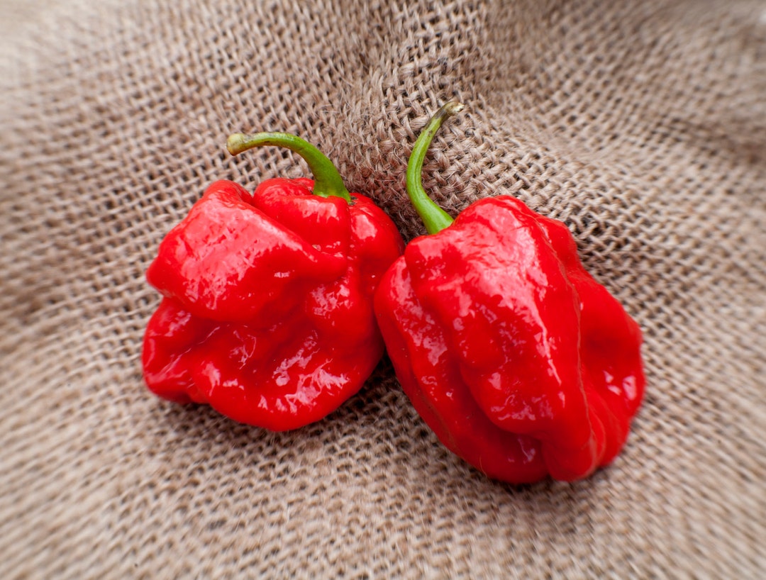 7pot 7 Pod Red Trinidad Chile Heirloom Pepper Premium Seed Packet - Etsy