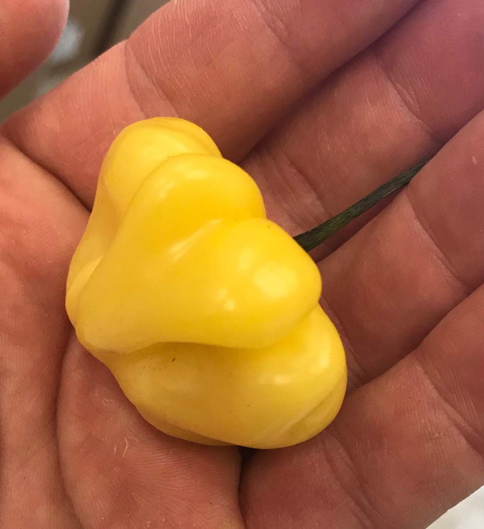 Aji Brazilian Starfish Yellow Hot Pepper Premium Seed Packet - Etsy