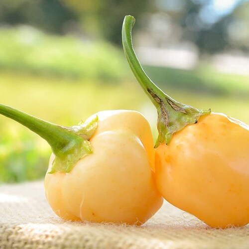 Yellow Tabasco Heirloom Hot Pepper Premium Seed Packet - Etsy