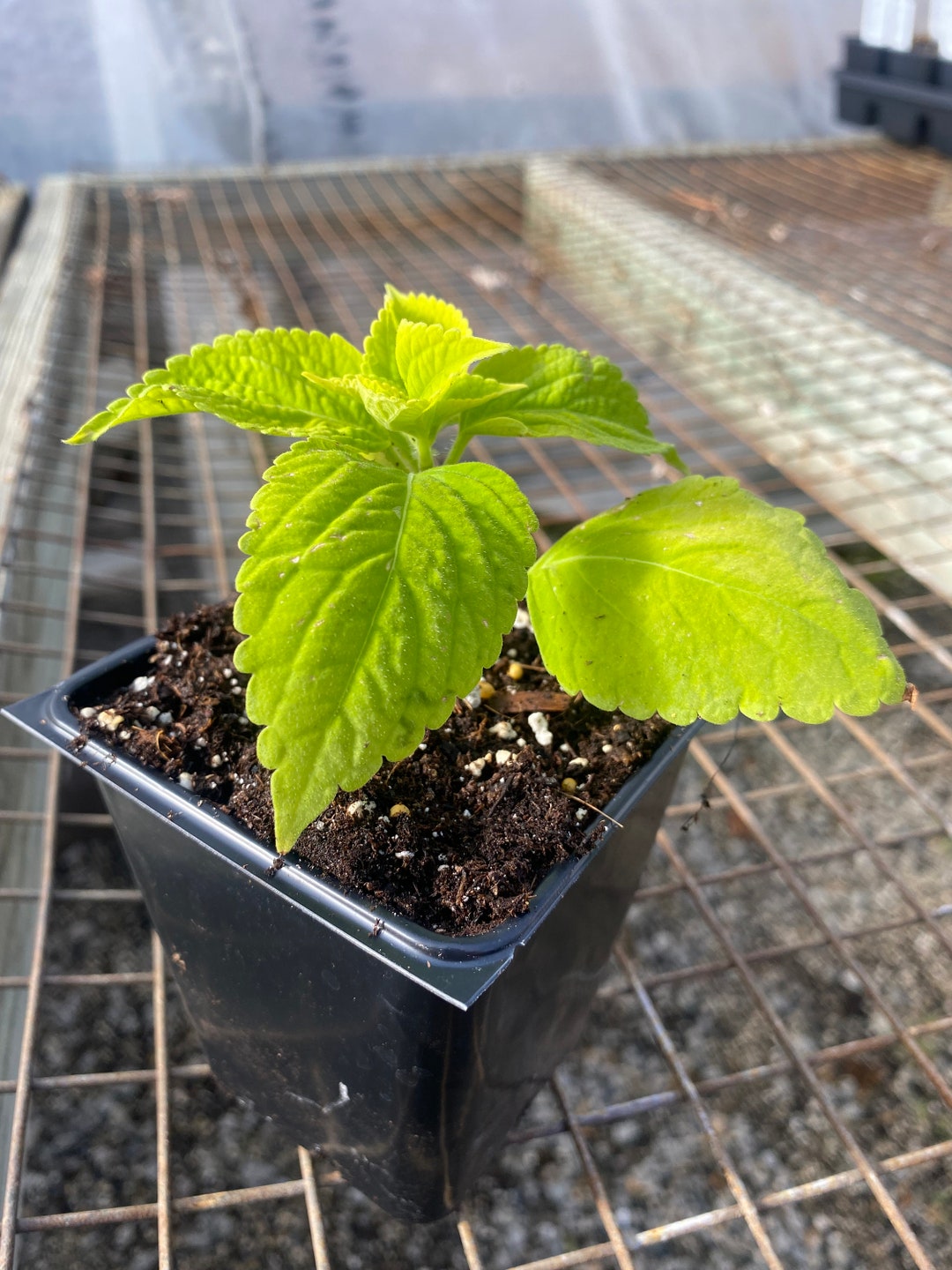Electric Lime Time Coleus Live Coleus Plant 4 Pot - Etsy