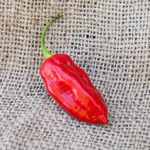 Tiger Teeth Hot Pepper Premium Seed Packet - Etsy