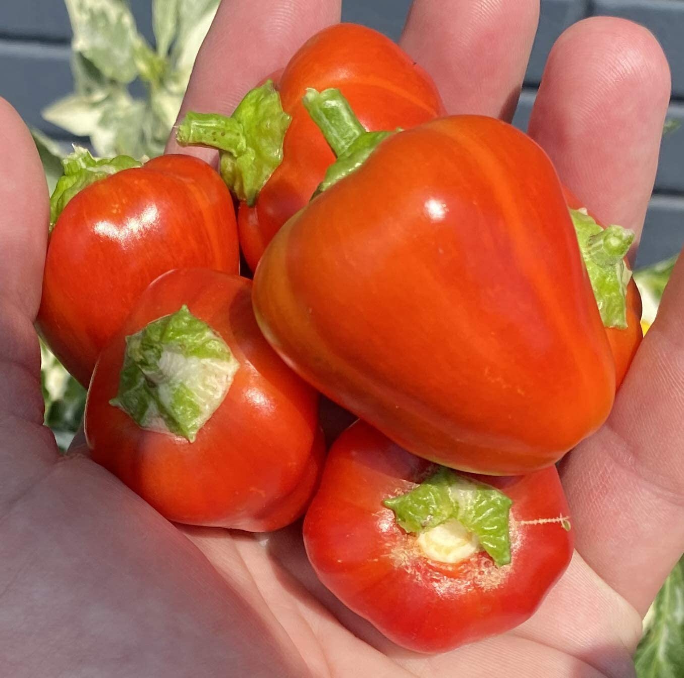 Variegated Baby Bell Pepper Premium Seed Packet - Etsy