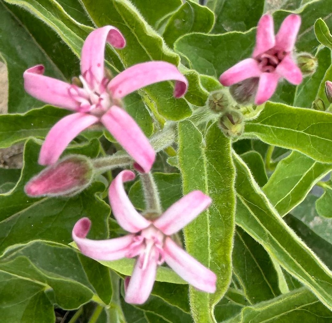 Pink Tweedia Butterfly Weed Milkweed Oxypetalum Solanoides Premium Seed ...