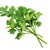 Papalo Papaloquelite Porophyllum Ruderale Bolivian Coriander Premium ...