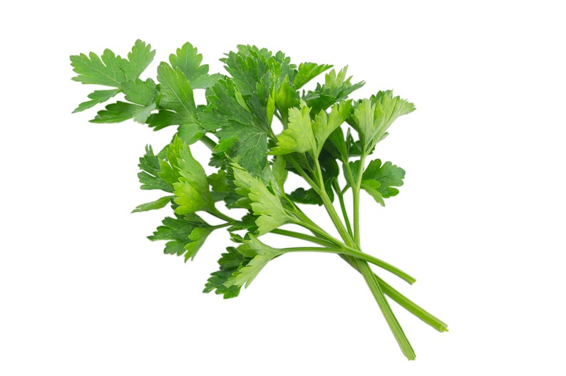 Giant of Italy Parsley Herb Premium Seed Packet - Etsy