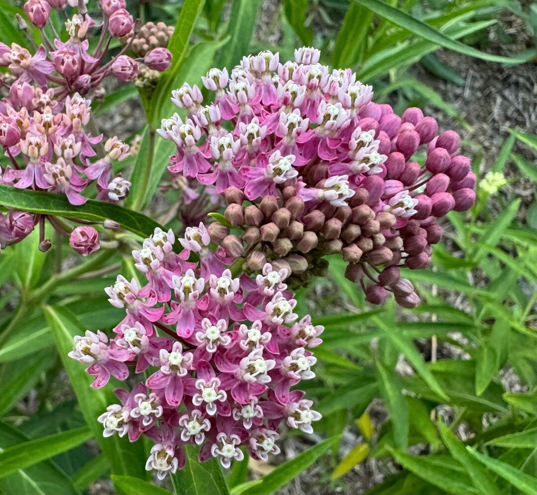 Soulmate Swamp Milkweed Butterfly Weed Asclepias Incarnata Premium Seed ...