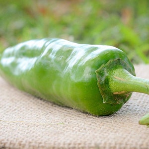 Numex Sandia New Mexico Hatch Chile Pepper Premium Seed Packet - Etsy