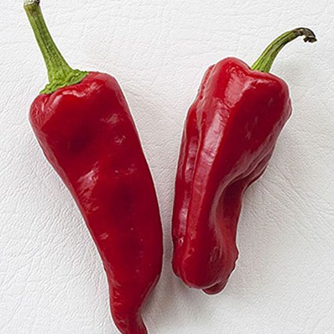 Aleppo Chile Hot Pepper Premium Seed Packet + More - Etsy