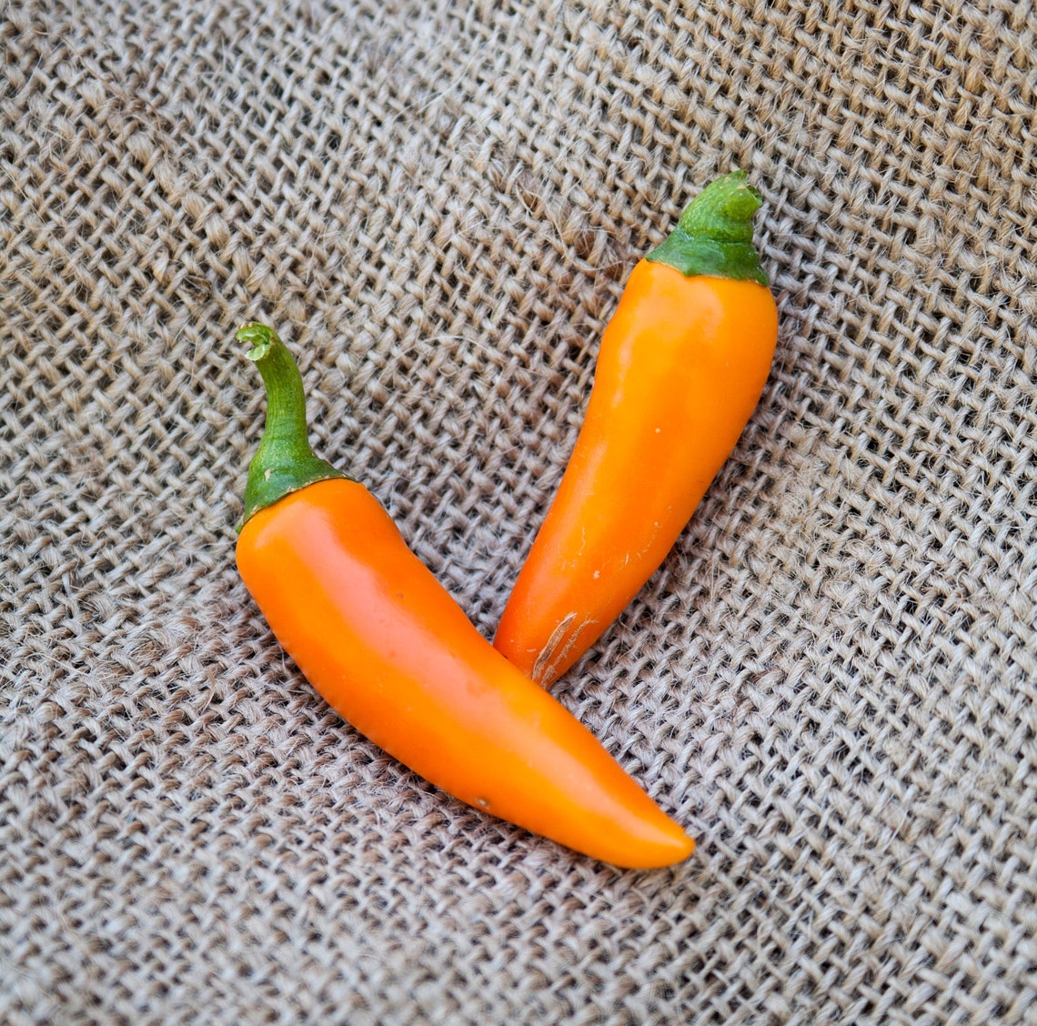 Bulgarian Carrot Shipkas Pepper HeirloomPremium Seed Packet | Etsy
