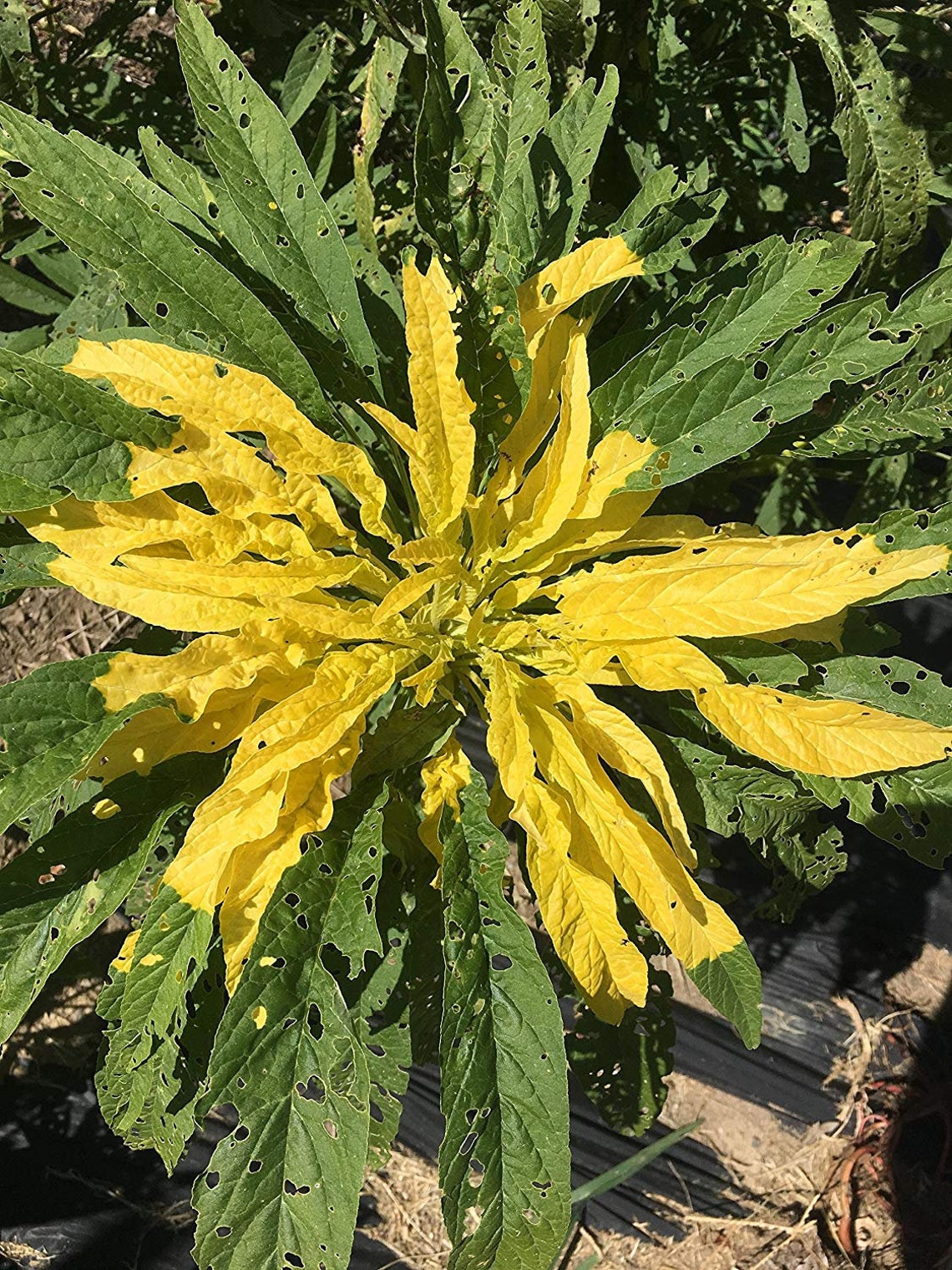 Joseph's Coat Amaranthus Yellow Amaranth Summer Poinsettia Premium Seed ...