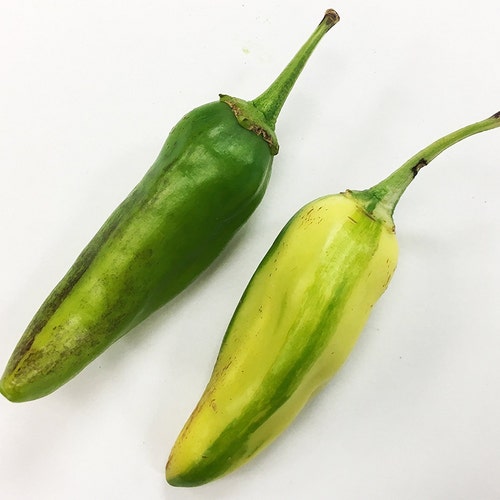 Sunset Peach CGN 21500 Hot Pepper Premium Seed Packet More - Etsy