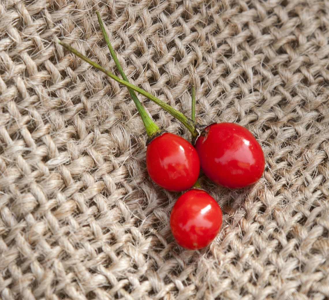 Wiri Wiri Heirloom Pepper Premium Seed Packet - Etsy