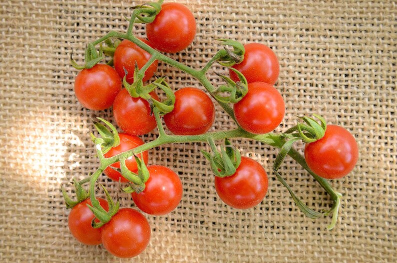 Matt's Wild Cherry Heirloom Cherry Tomato Premium Seed - Etsy