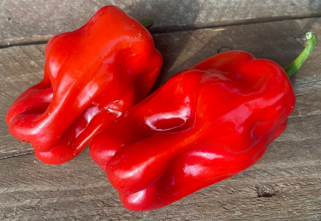 Criolla De Cocina Sweet Red Campesina Pepper Premium Seed Packet - Etsy