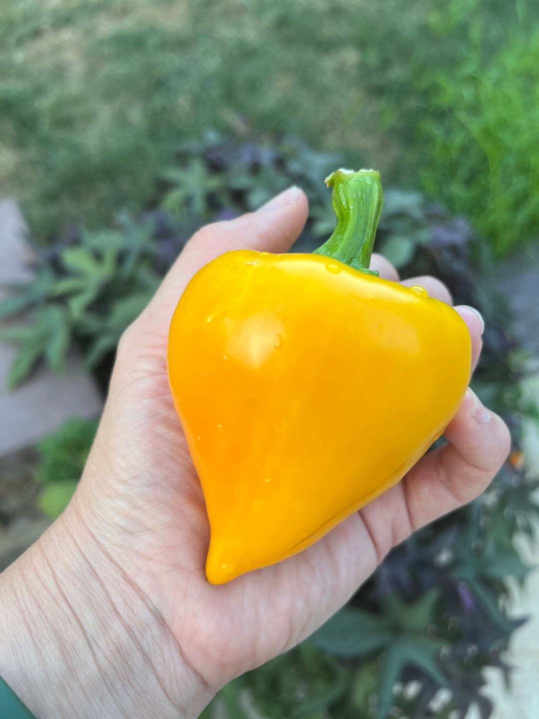Lesya Orange Ukrainian Paprika Sweet Pepper Premium Seed Packet - Etsy
