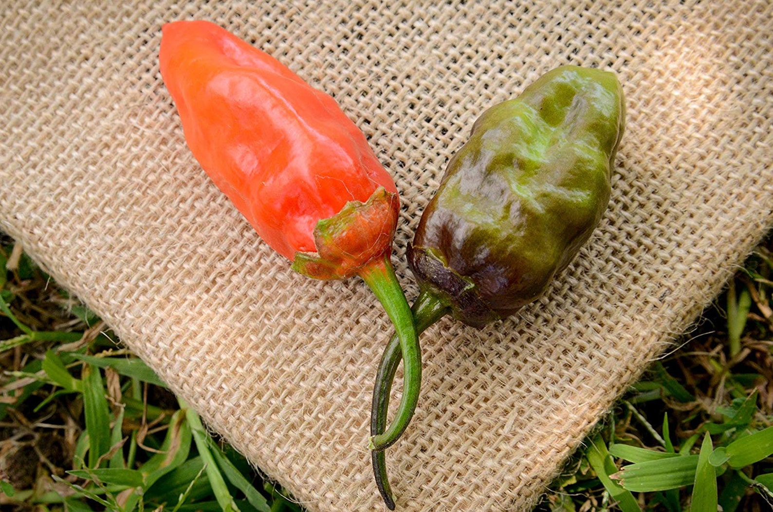 BBG 7Pot MAMP paarse peper peper Premium zaad Packet meer - Etsy Nederland