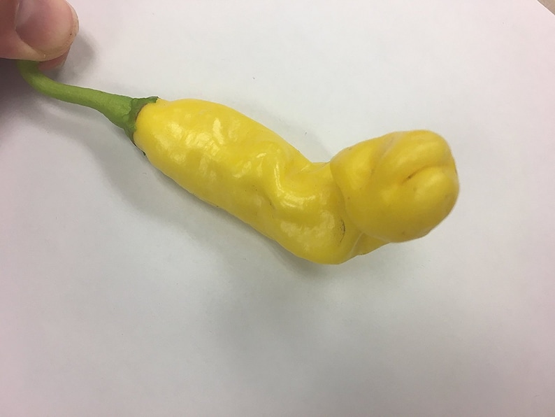 Yellow Peter Chili Willy Heirloom Pepper Premium Seed Packet - Etsy