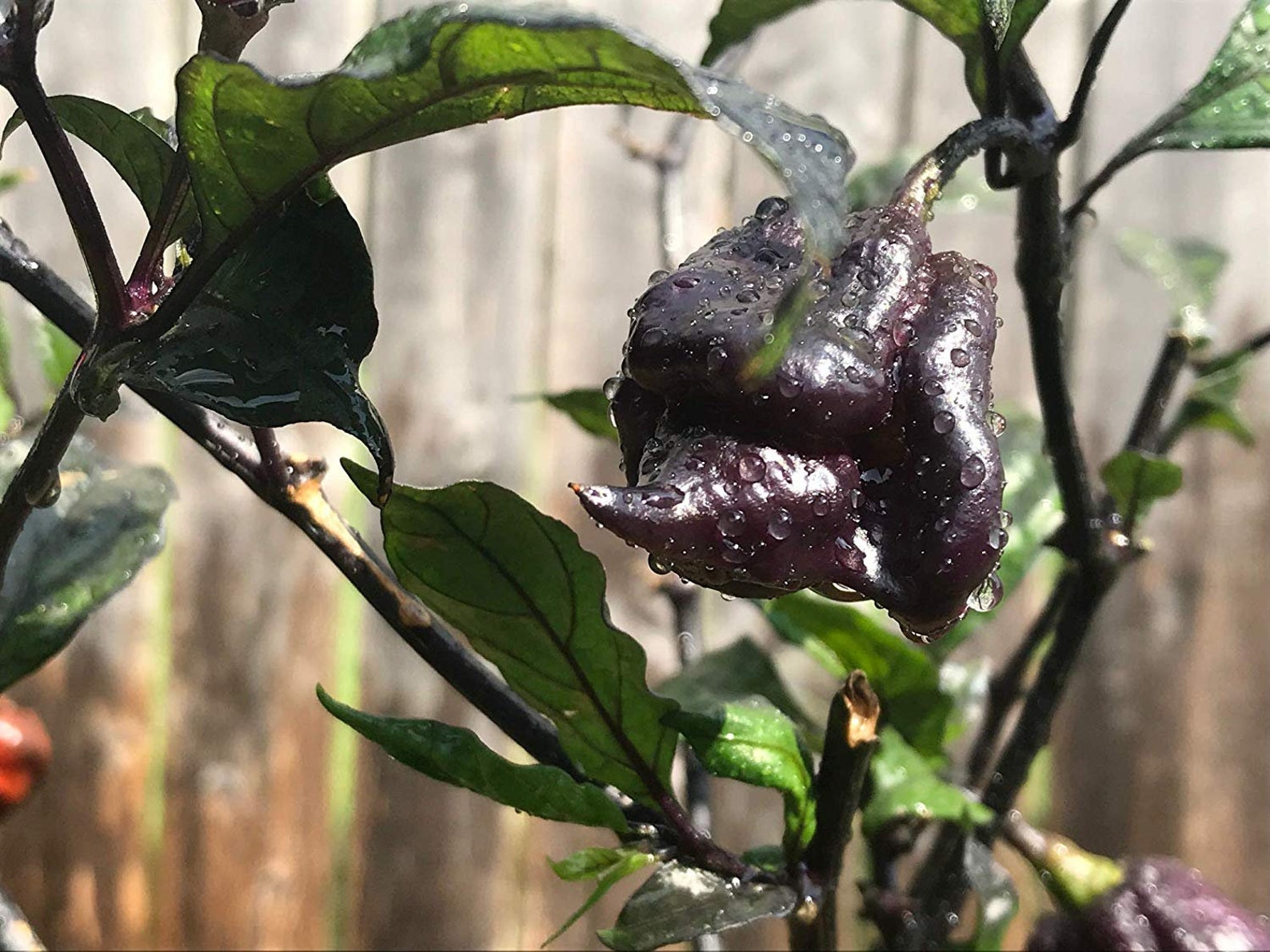 Purple Carolina Reaper HP22B Pepper Premium Seed Packet Record Hottest ...