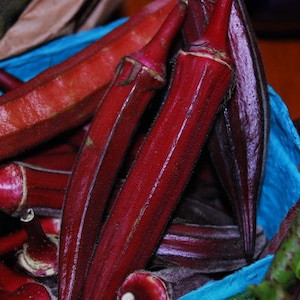 Red Burgundy Okra Gumbo Premium Seed Packet | Etsy