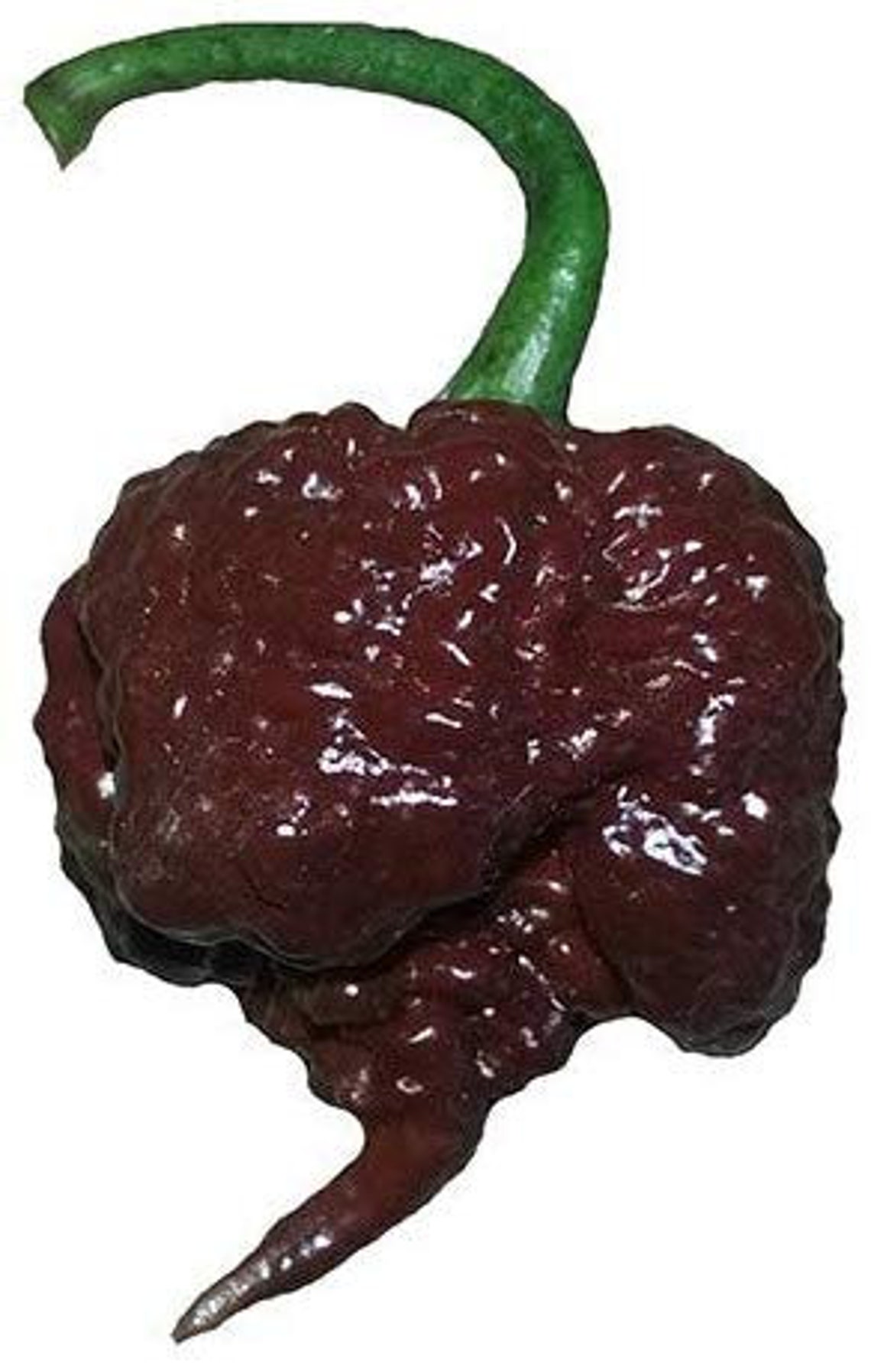 Chocolate Carolina Reaper HP22B Pepper Premium Seed Packet Record ...