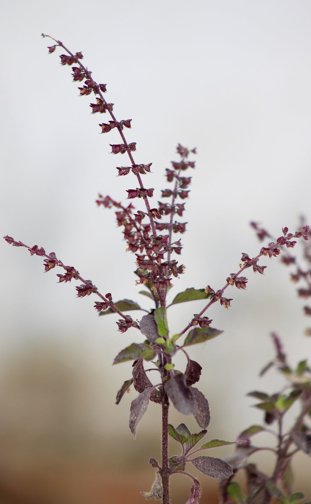 Purple Krishna Tulsi Holy Basil Ocimum Sanctum Premium Seed Packet - Etsy