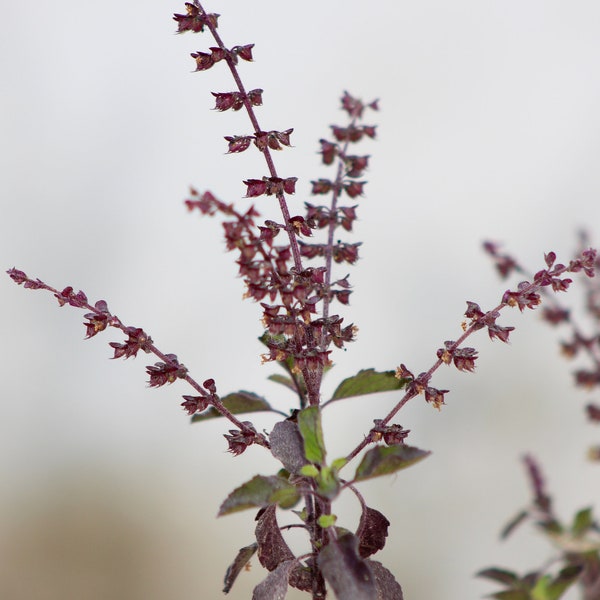 Tulsi Seeds - Etsy