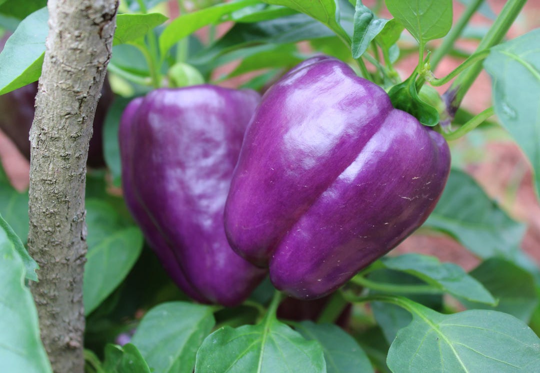 Purple Beauty Bell Pepper Premium Seed Packet - Etsy